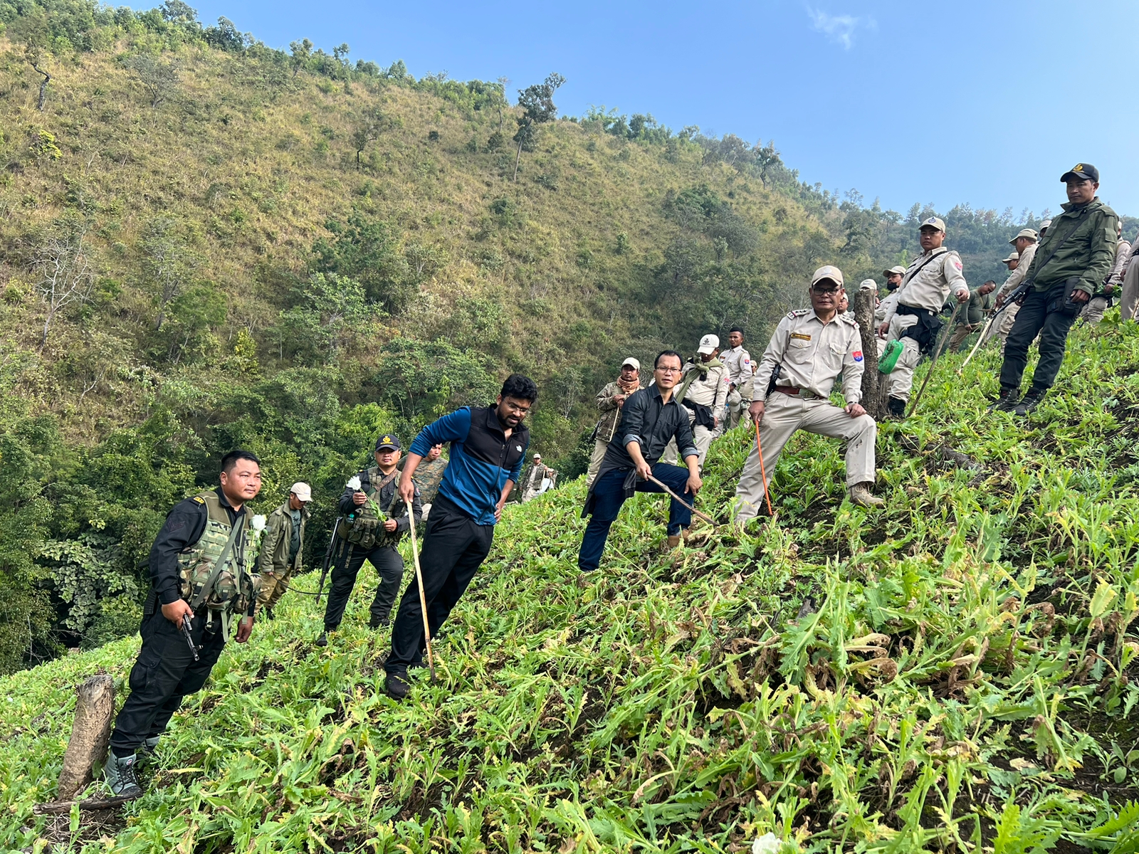 Poppy Plants Destroyed In Churachandpur District of Manipur – KRC TIMES