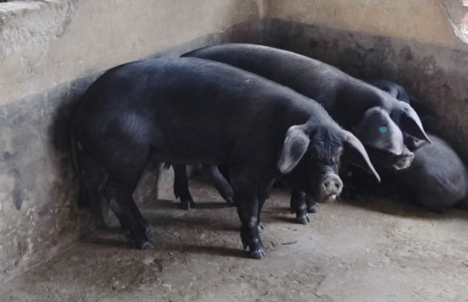 CAU undertakes protocol to prevent African Swine Fever at AICRP – KRC TIMES